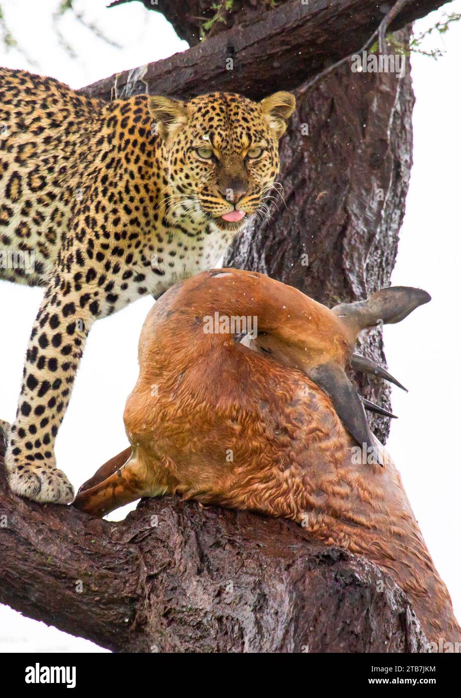 Leopard with a dead gerenuk in a tree, Samburu County, Samburu National ...