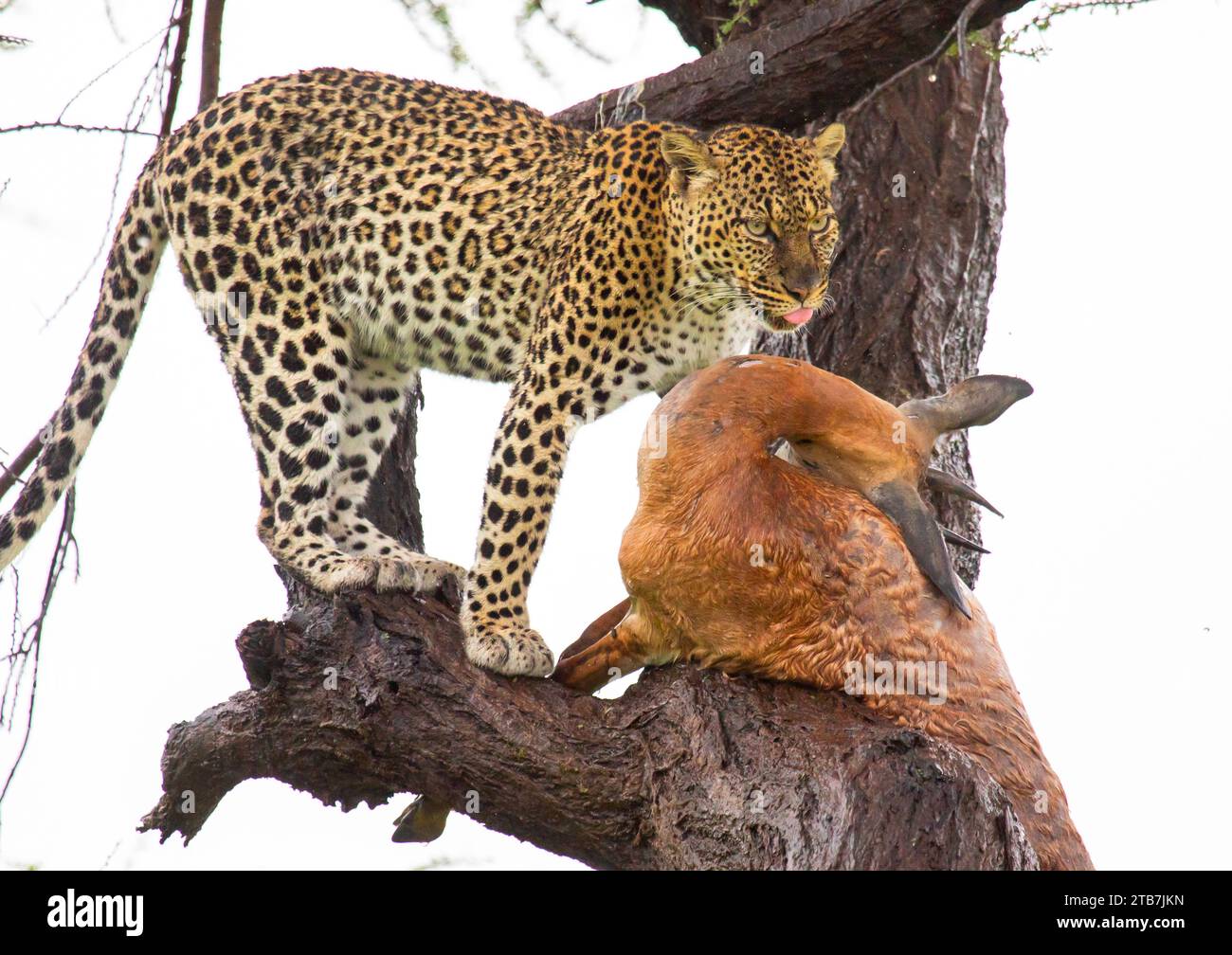 Leopard with a dead gerenuk in a tree, Samburu County, Samburu National ...