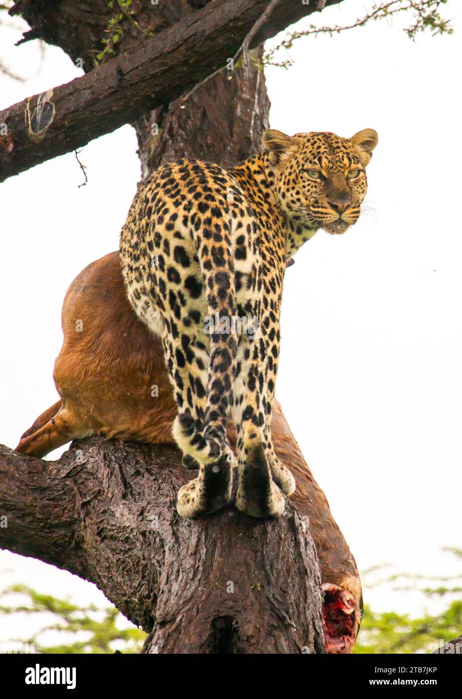 Leopard with a dead gerenuk in a tree, Samburu County, Samburu National ...