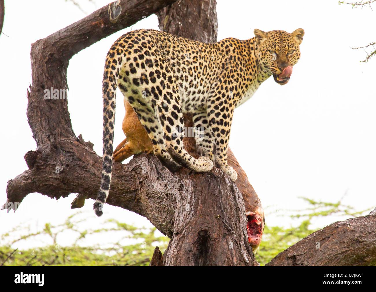 Leopard with a dead gerenuk in a tree, Samburu County, Samburu National ...