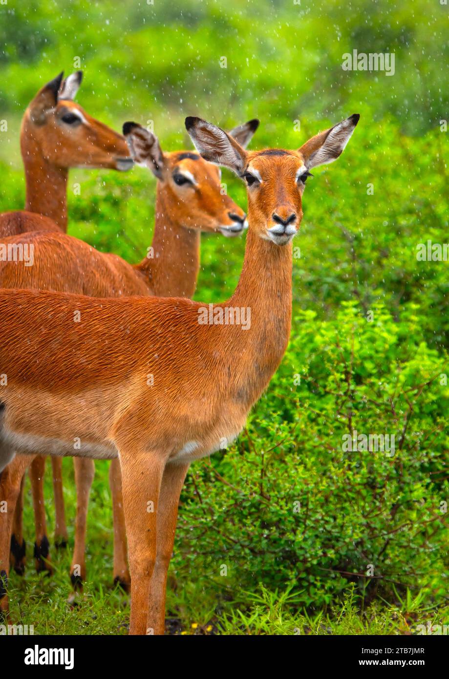 Female Impalas (Aepyceros melampus) in green grass after rain, Samburu ...