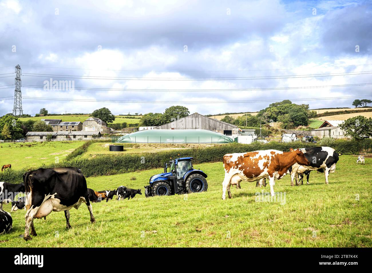 Great-Britain: agricultural landscape and cattle in Cornwall. Farm, New ...
