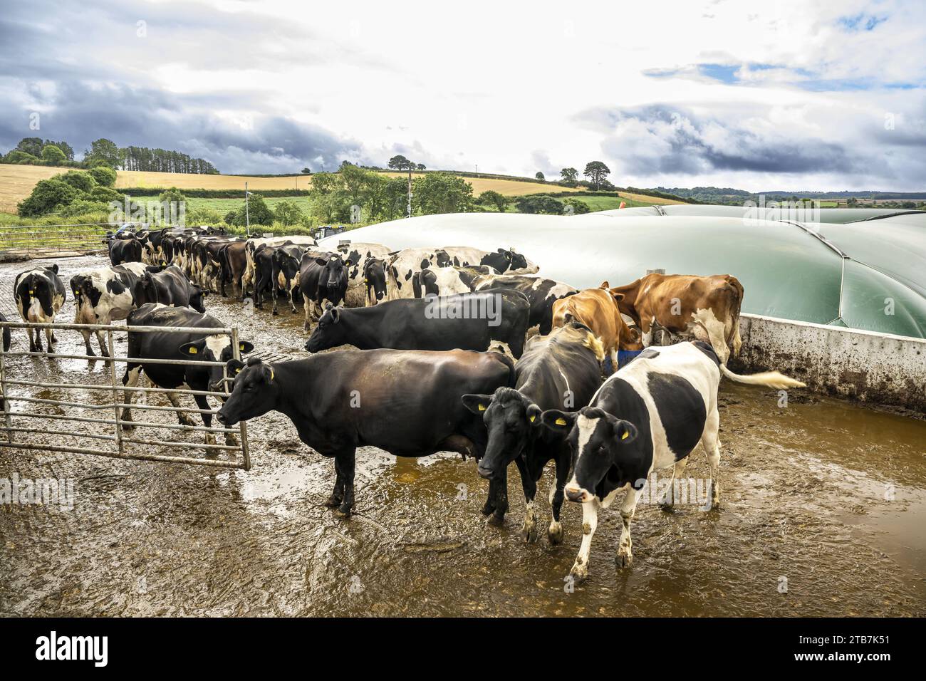 Great-Britain: agricultural landscape and cattle in Cornwall. Farm ...