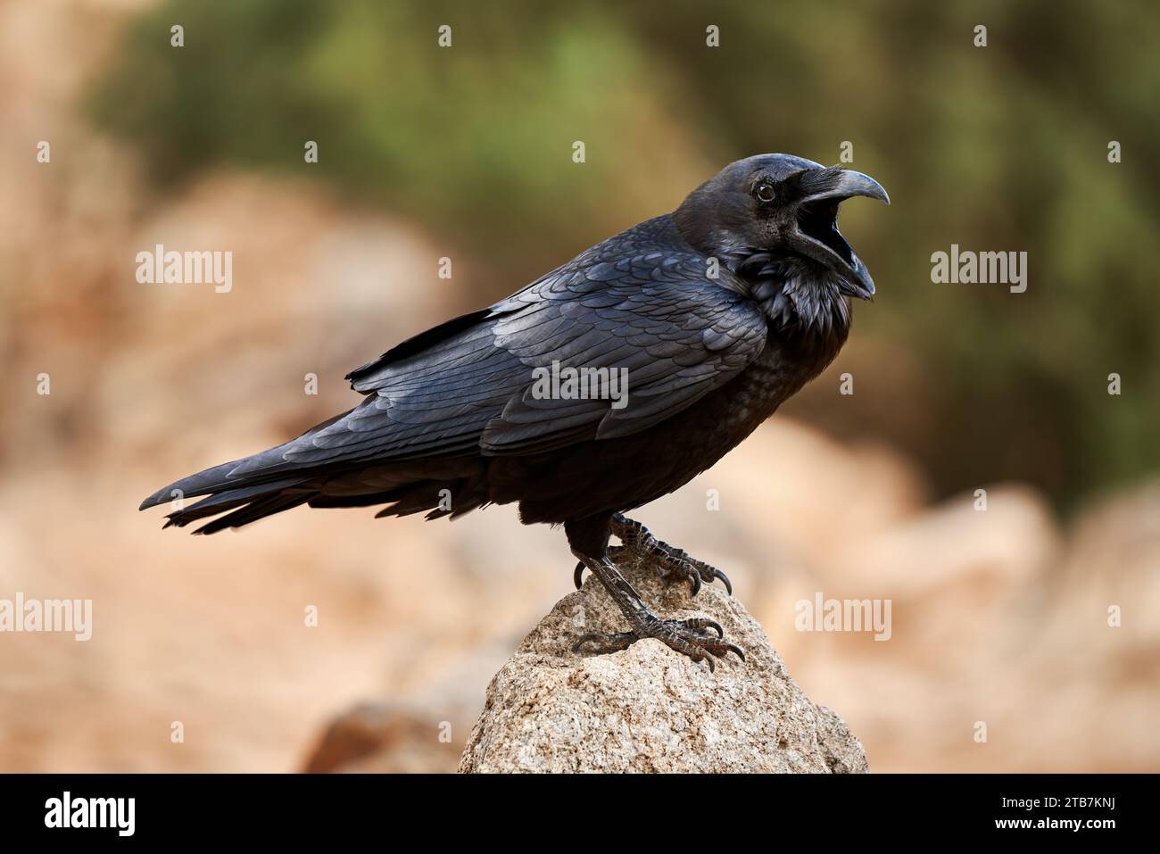 Calling Common Raven (Corvus corax) standing with open beak on a stone ...