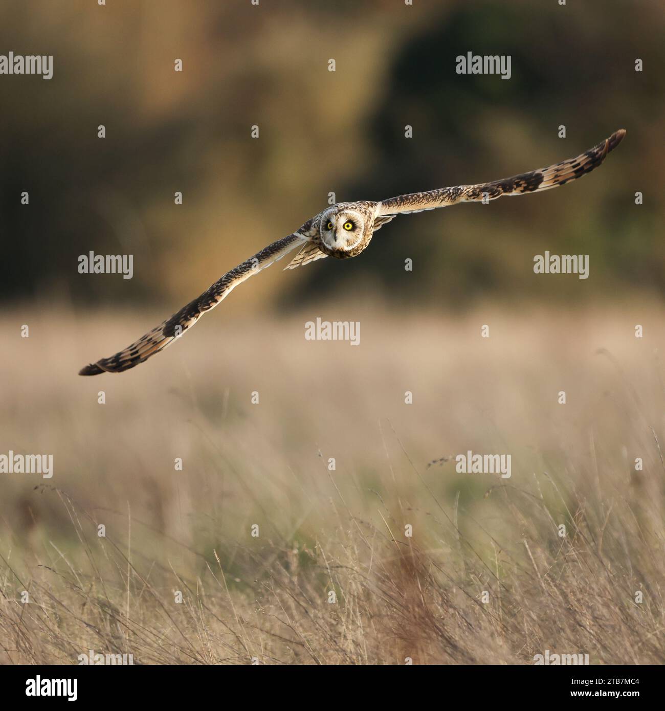 An owl soars STAINES MOOR, ENGLAND ACTION PACKED images taken November ...
