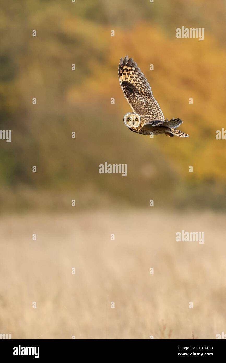 The owl clocks the photographer STAINES MOOR, ENGLAND ACTION PACKED ...