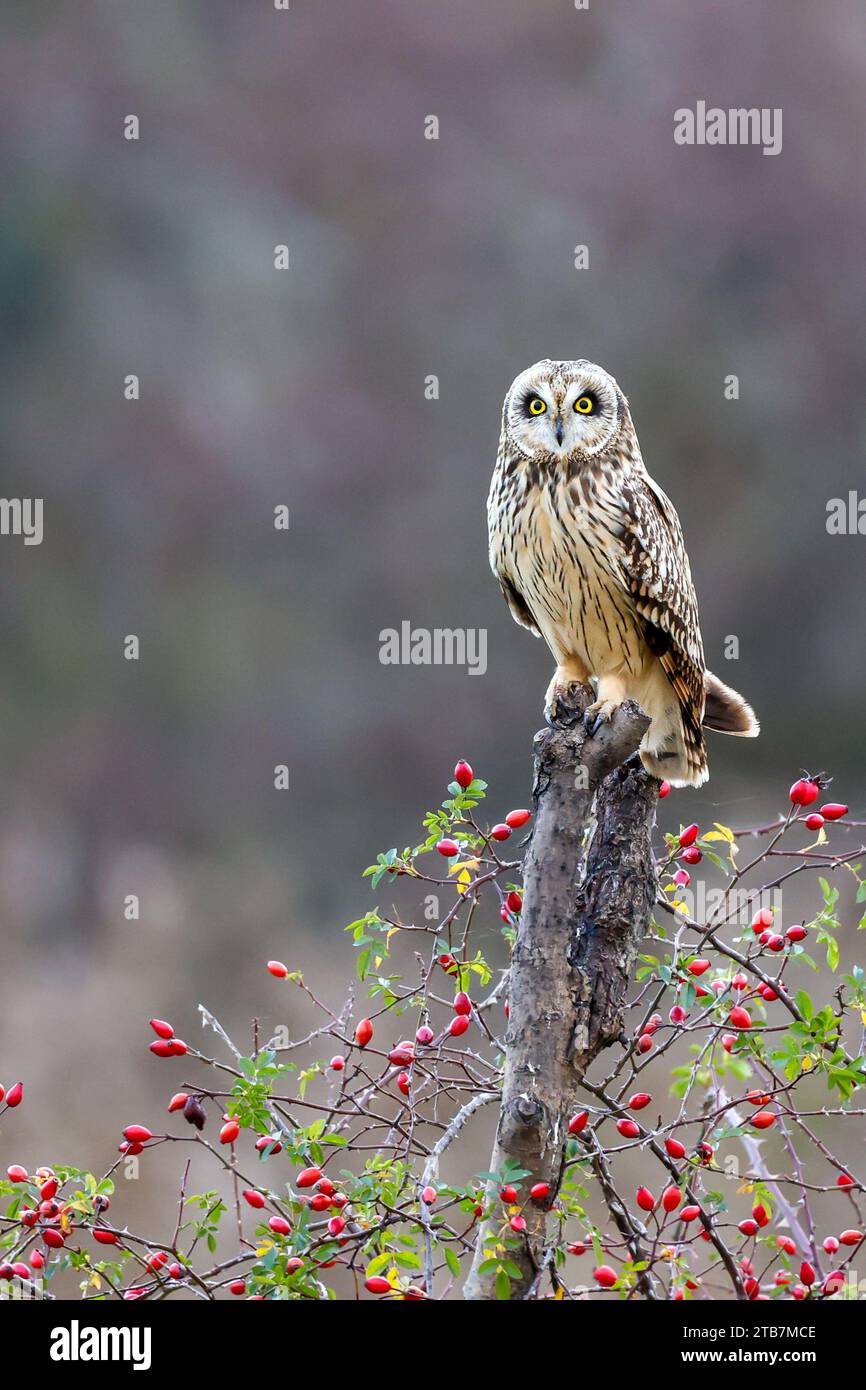 The owl rests on a tree branch STAINES MOOR, ENGLAND ACTION PACKED ...