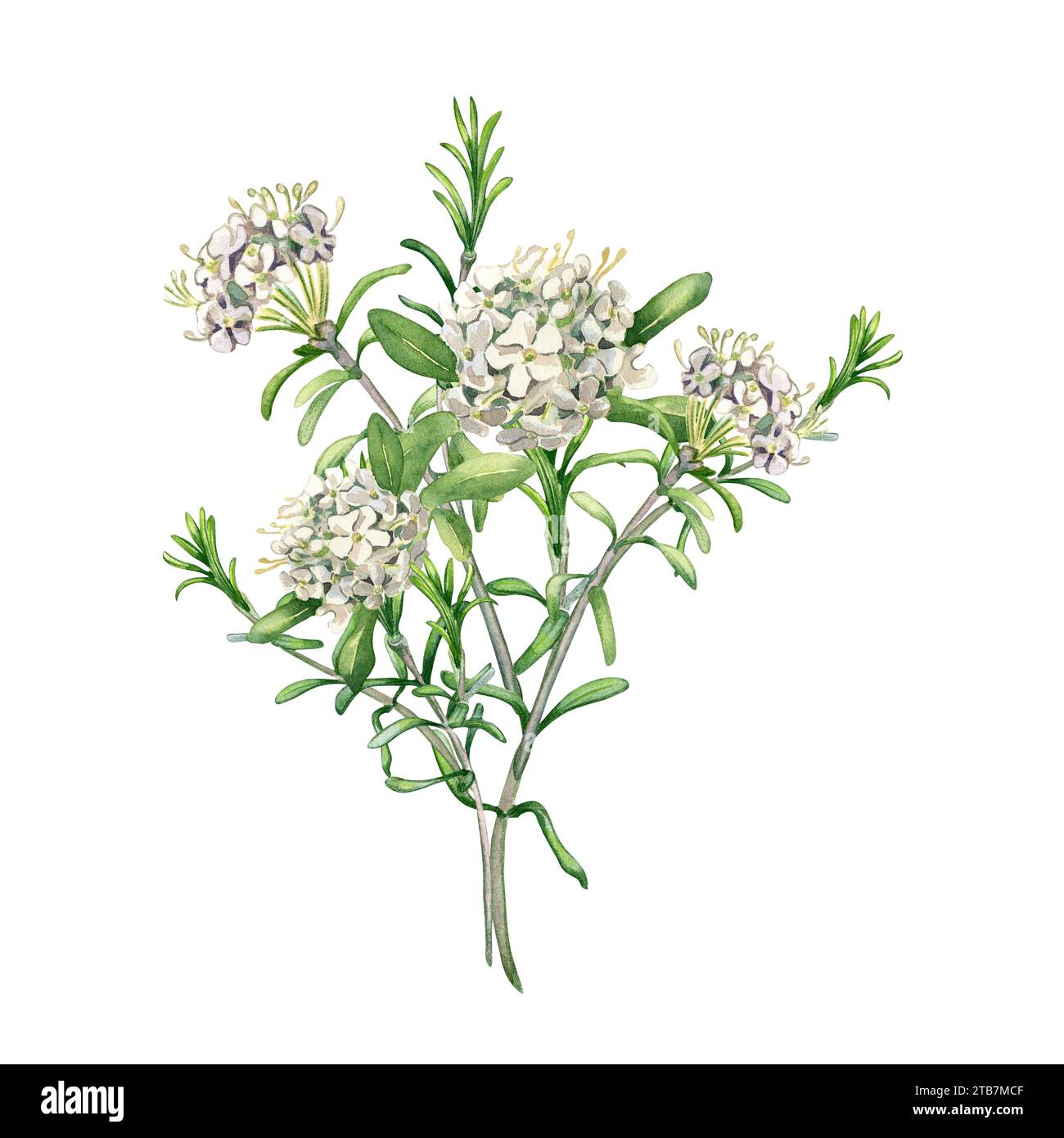 Watercolor illustration bunch of labrador tea flowers isolated on white ...