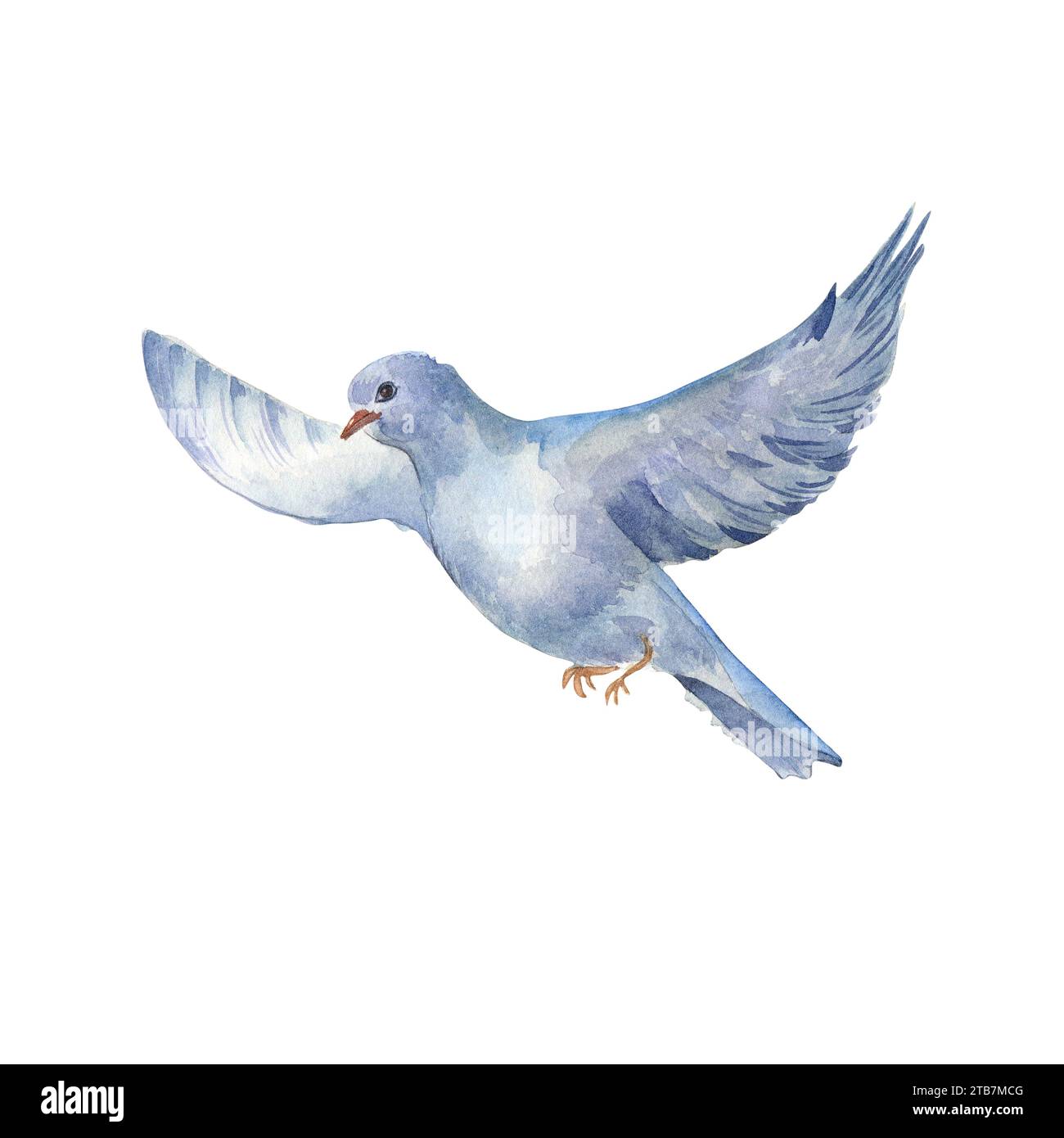 Watercolor illustration of a flying bird with spread wings isolated on ...