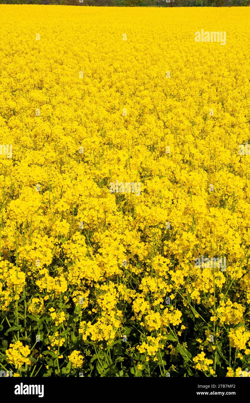 Rapeseed / Canola fields in full bloom, yellow flower fields Stock ...