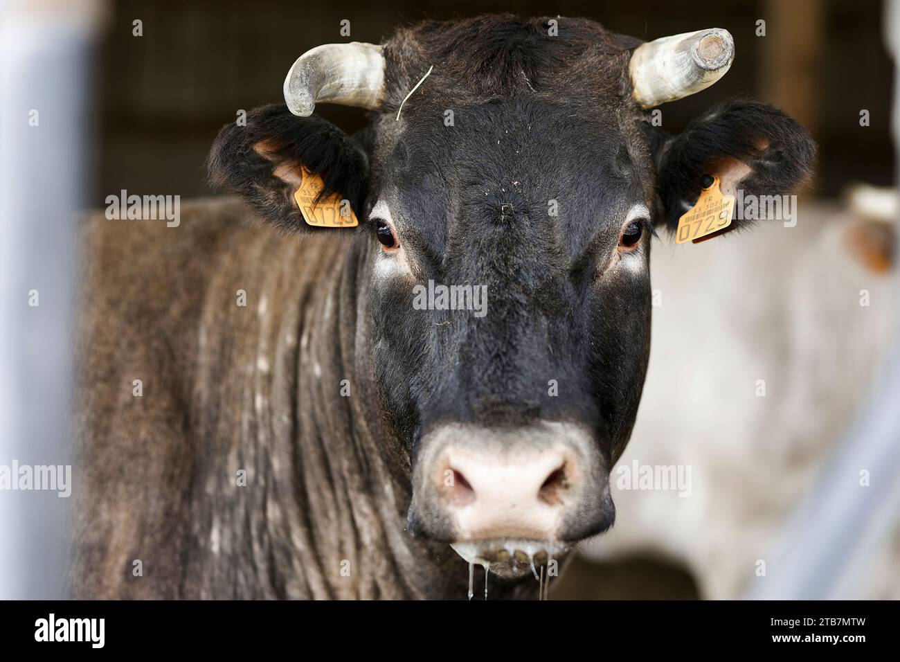 Bazadais cattle hi-res stock photography and images - Alamy