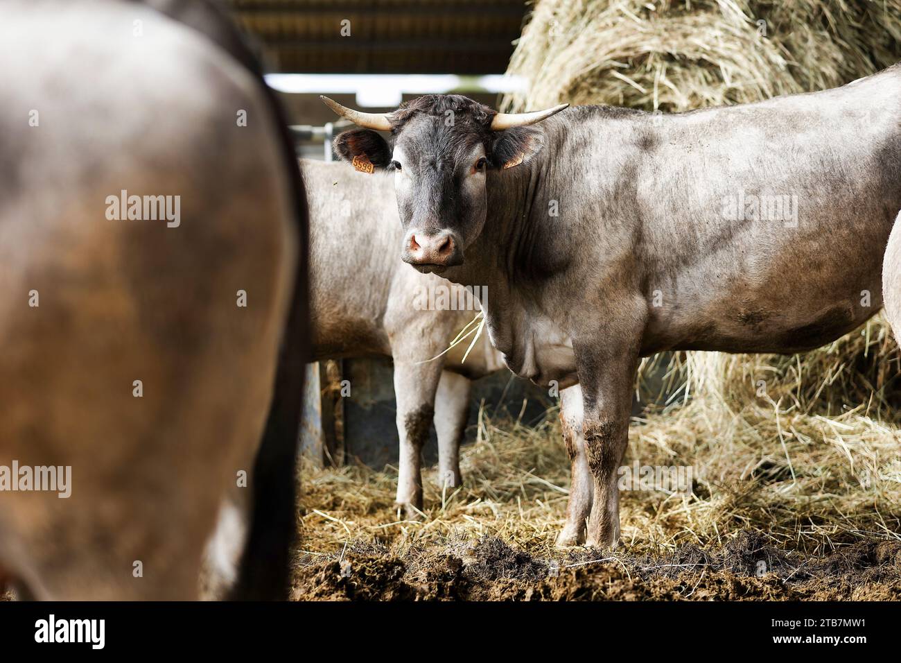 French breed of beef cattle hi-res stock photography and images - Alamy