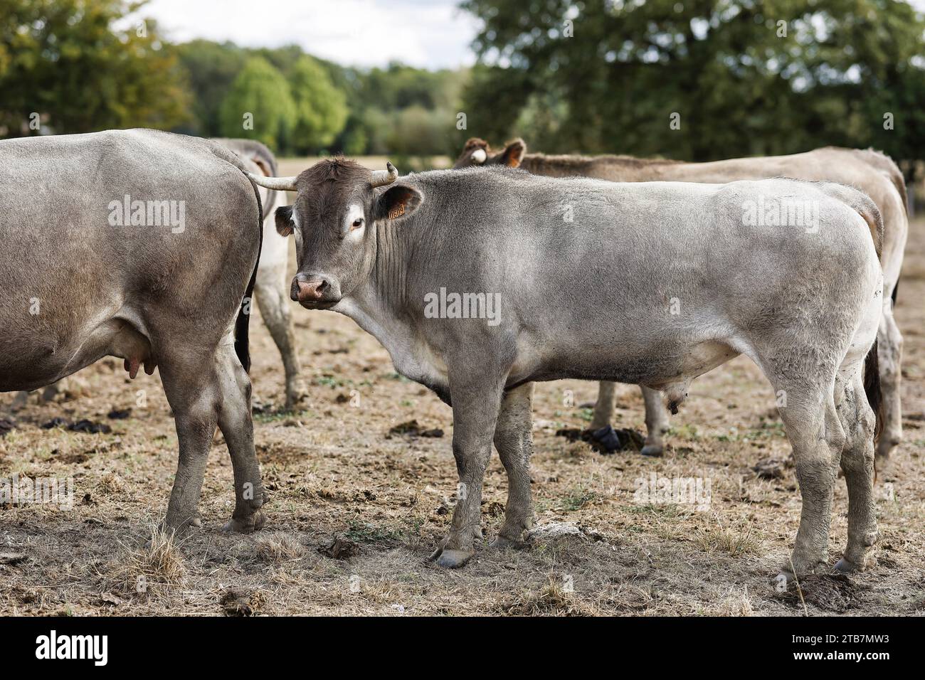 “Boeuf de Bazas” farming in Gajac, in the Gironde department (south ...