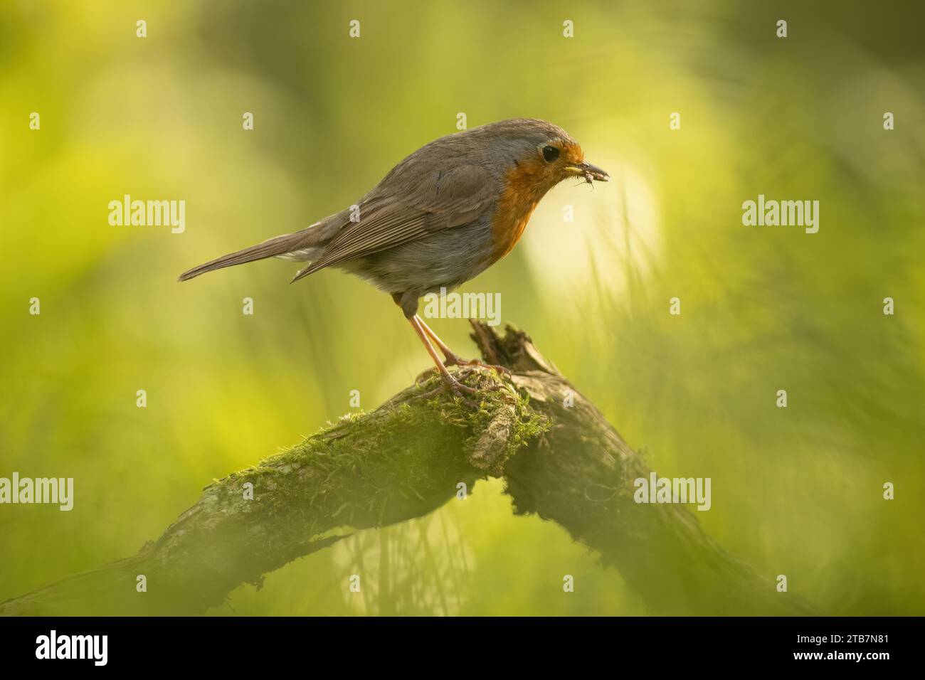 A European Robin sits elegantly on a branch, surrounded by a soft-focus green forest backdrop ...
