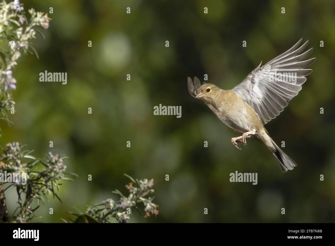 A small, delicate finch bird spreads its wings in flight among the soft ...