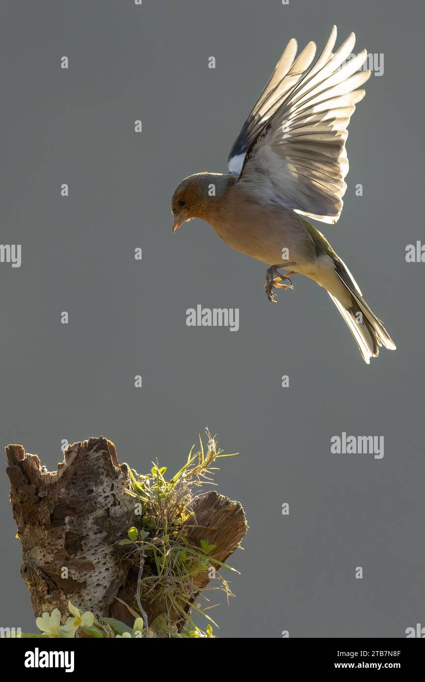 A delicate bird with outstretched wings beautifully captured in the ...