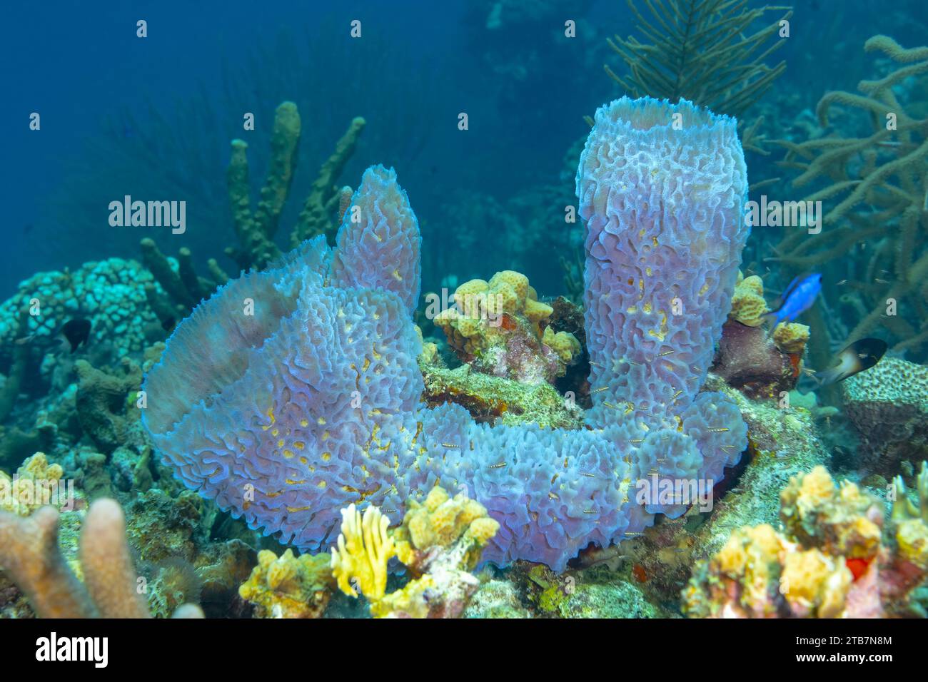 An underwater scene showcasing vibrant azure vase sponge and corals ...