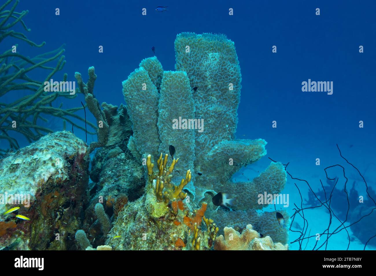 This image captures a breathtaking underwater scene of a vase sponge ...