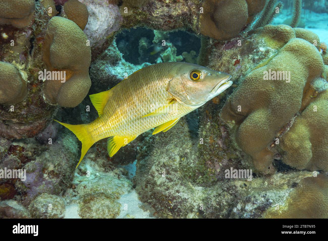 A vibrant yellowtail snapper fish poses among the textured contours of ...