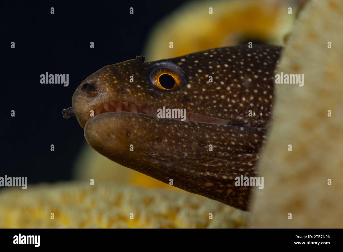 Macro shot capturing the intricate details and textures of a moray eel ...