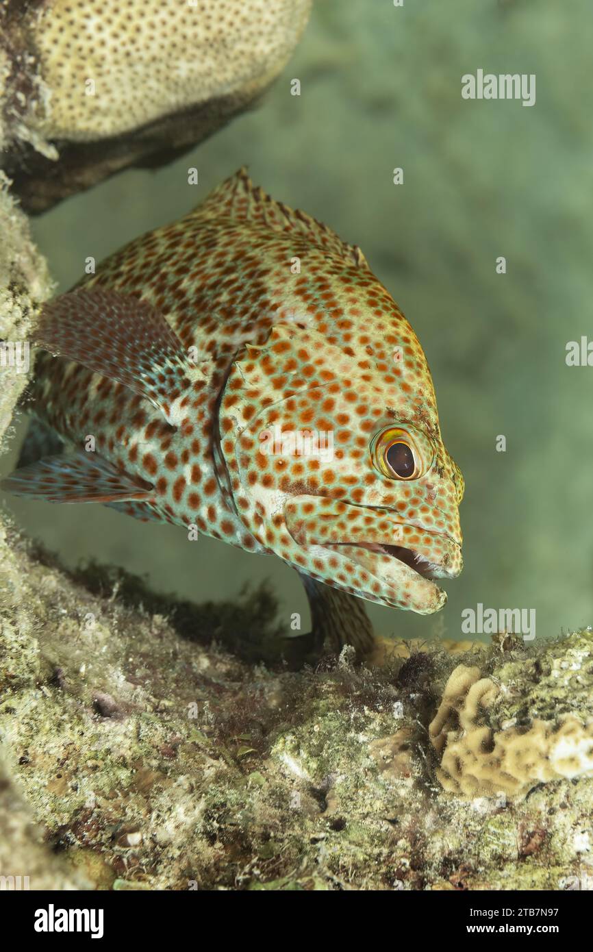A vibrant coral grouper graysby fish camouflages among the ocean reef ...