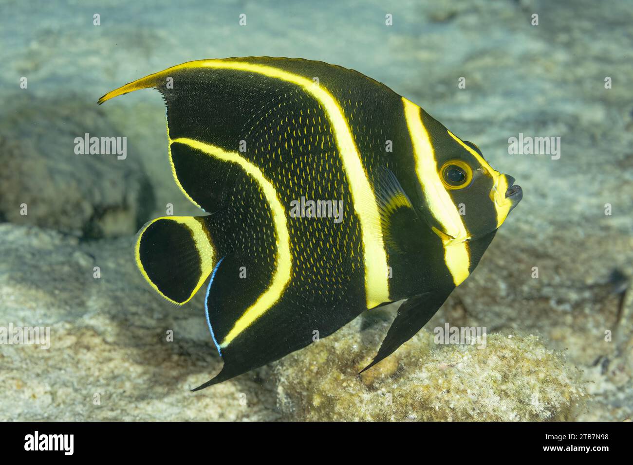 Vibrant French angelfish showcases its striking yellow and black ...