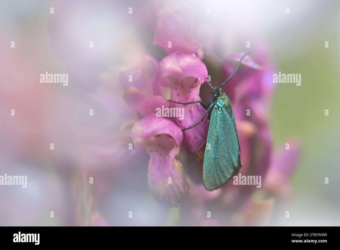 A vibrant green moth rests delicately on a cluster of soft pink ...
