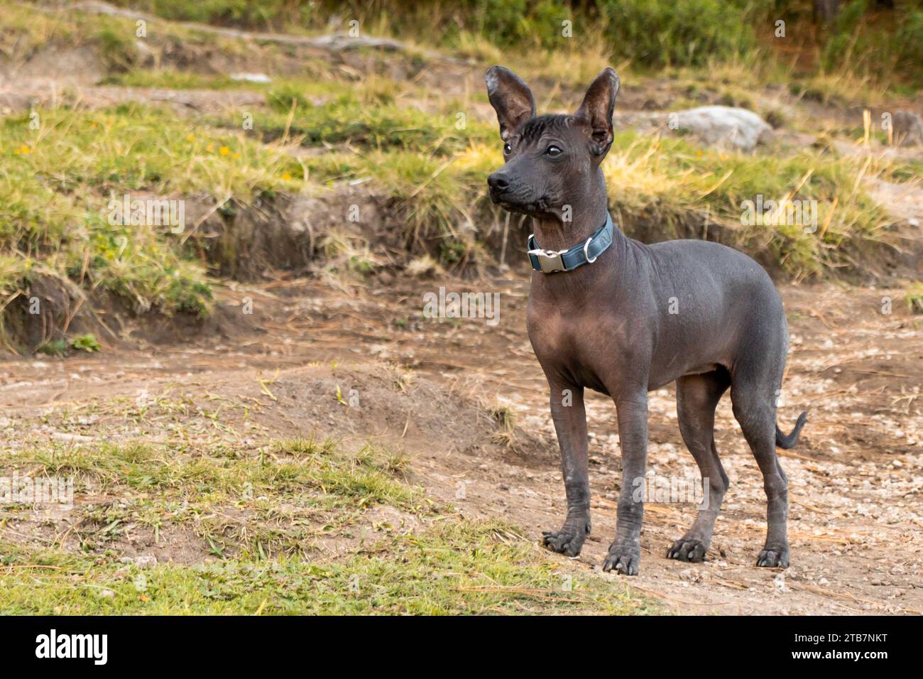 Dog breed characteristics hi-res stock photography and images - Alamy