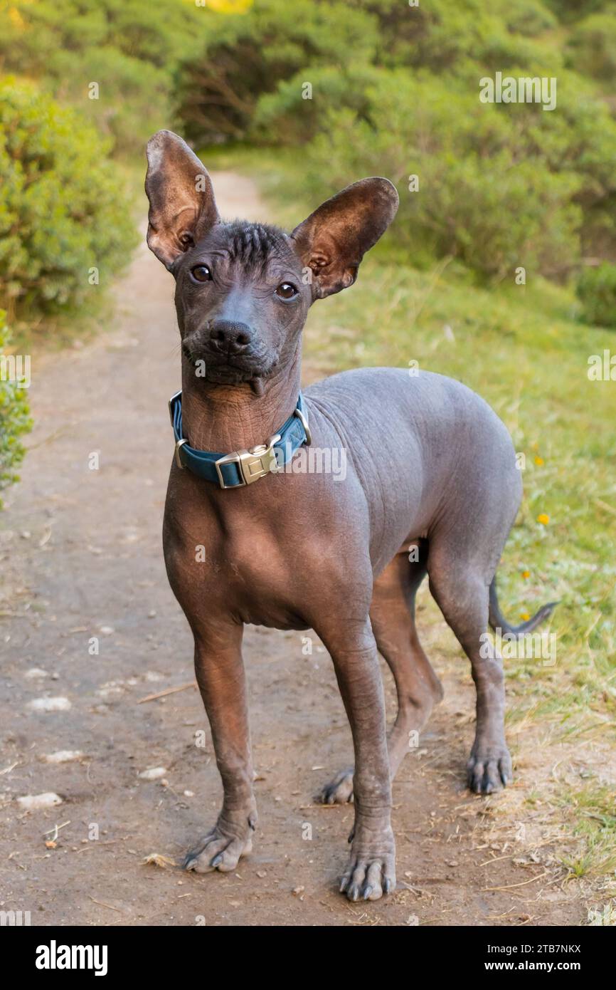 An inquisitive Xoloitzcuintli puppy with dog collar standing on a ...