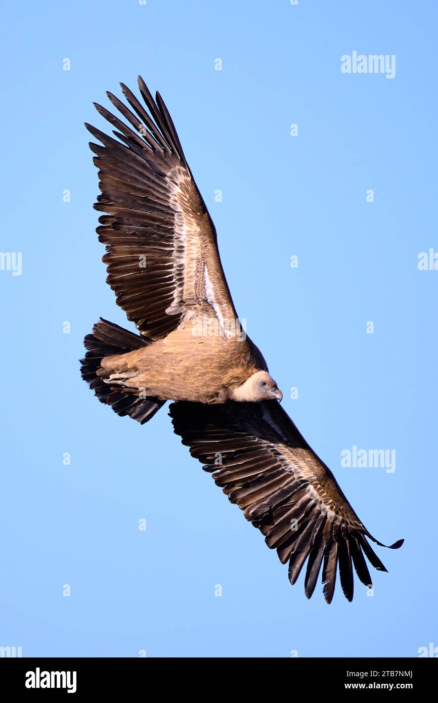 Vulture flying high altitude hi-res stock photography and images - Alamy