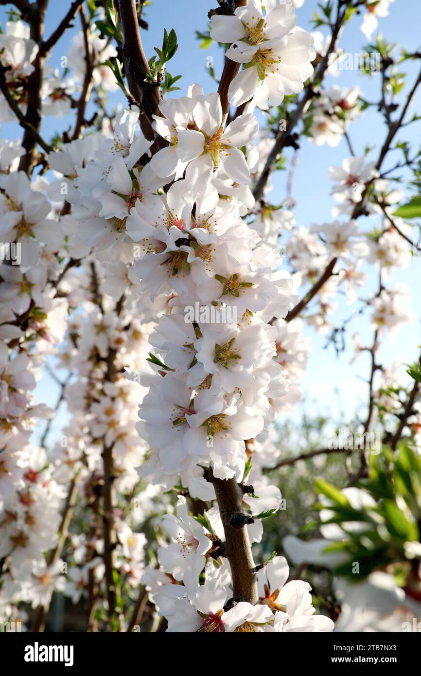 Dense clusters of white almond flowers in bloom on a branch with a soft ...
