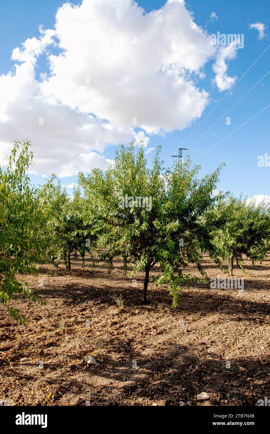 Almond trees growing in orderly rows in a sunlit orchard with a blue ...