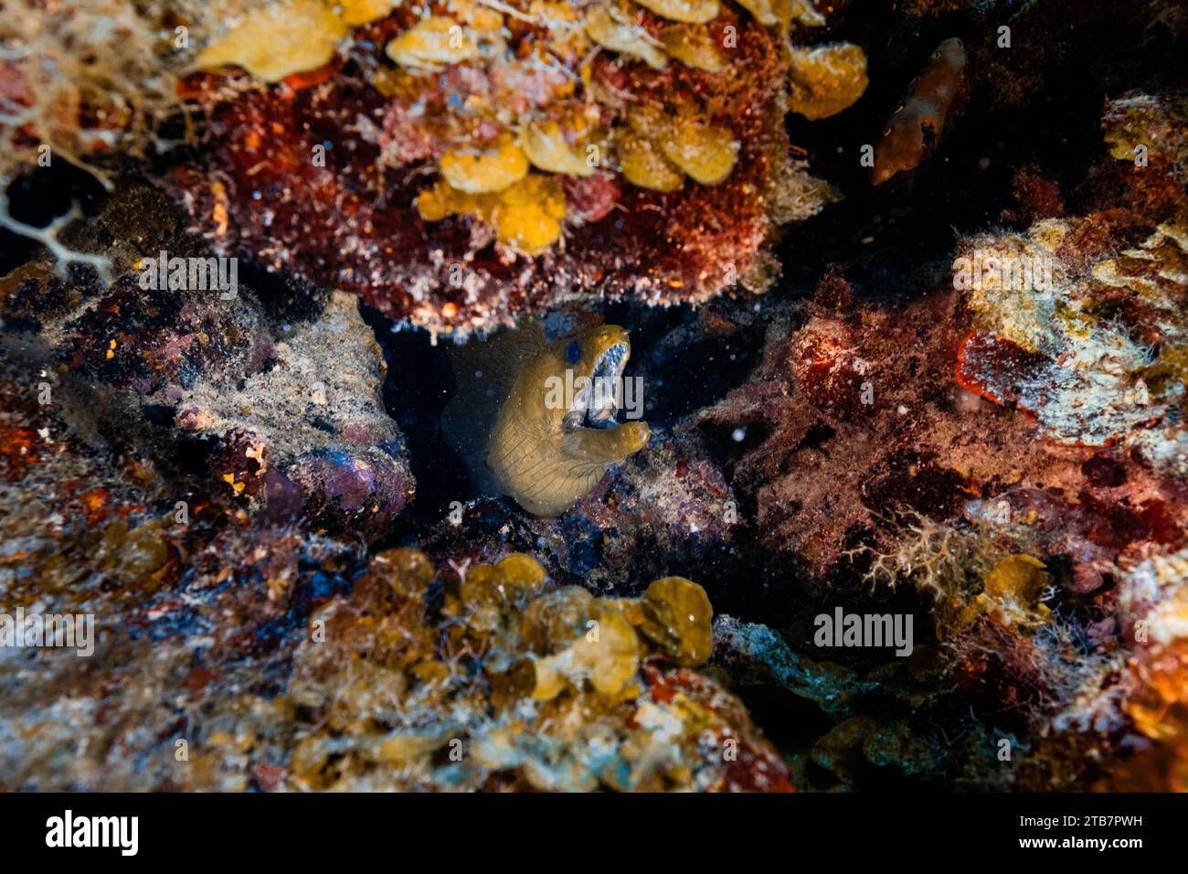 A shy moray eel peers out from the shelter of a vibrant underwater reef ...