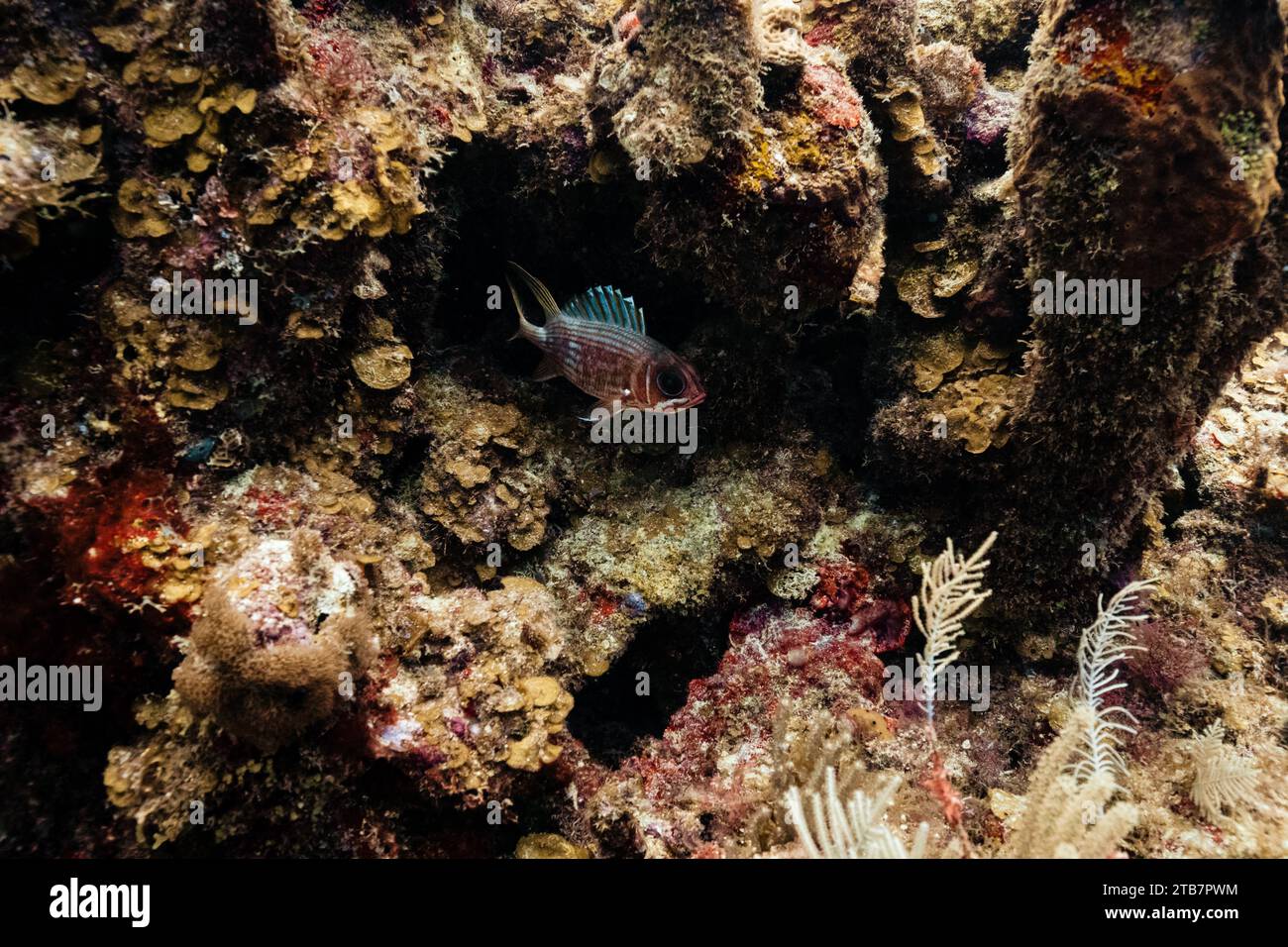 A small, colorful lamp fish hides within the crevices of a coral reef ...