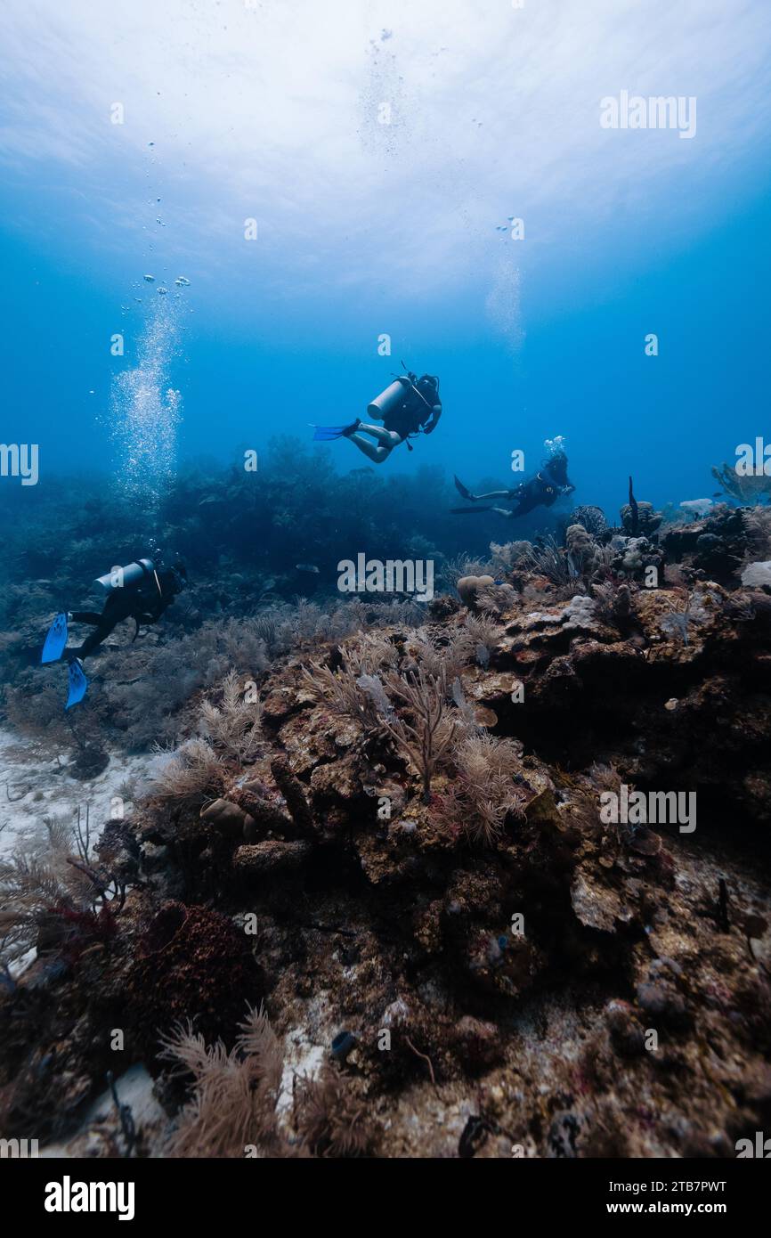 A scuba diver swims above a colorful coral reef teeming with marine ...