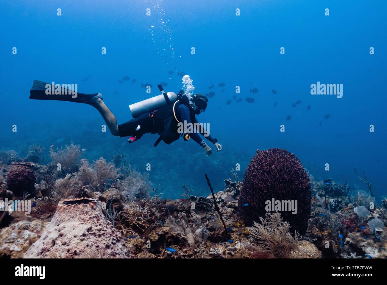 A scuba diver swims alongside colorful corals and marine life in a ...