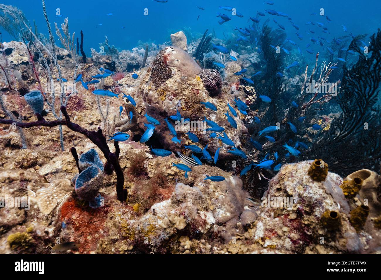 A colorful underwater scene showcasing a variety of tropical fish among ...