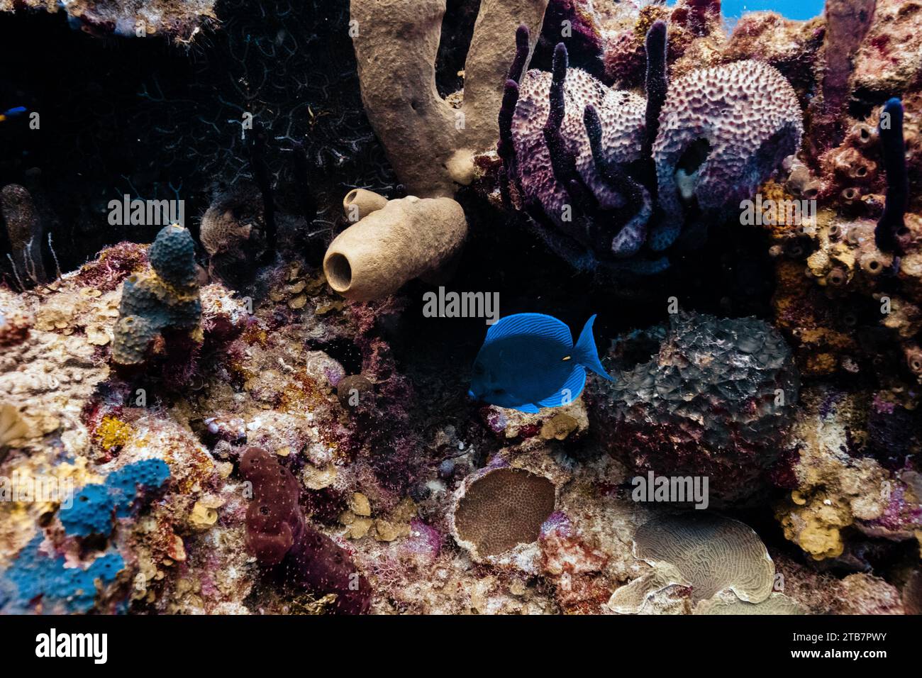 A serene blue tang fish glides through the water surrounded by a ...