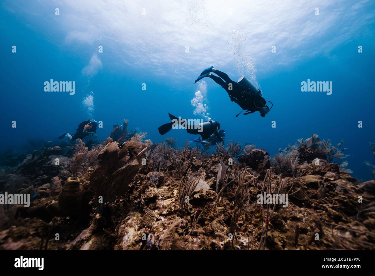 Two scuba divers swim above a thriving coral reef, deep in the clear ...