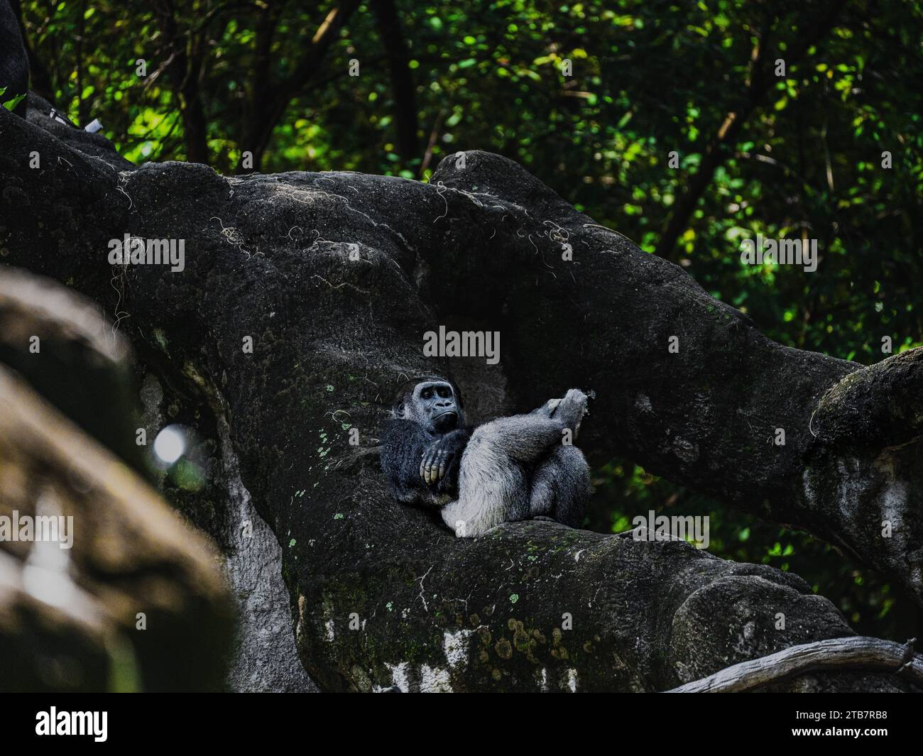 The gorilla laying back relaxing to the max GEORGIA, USA THE MOST ...