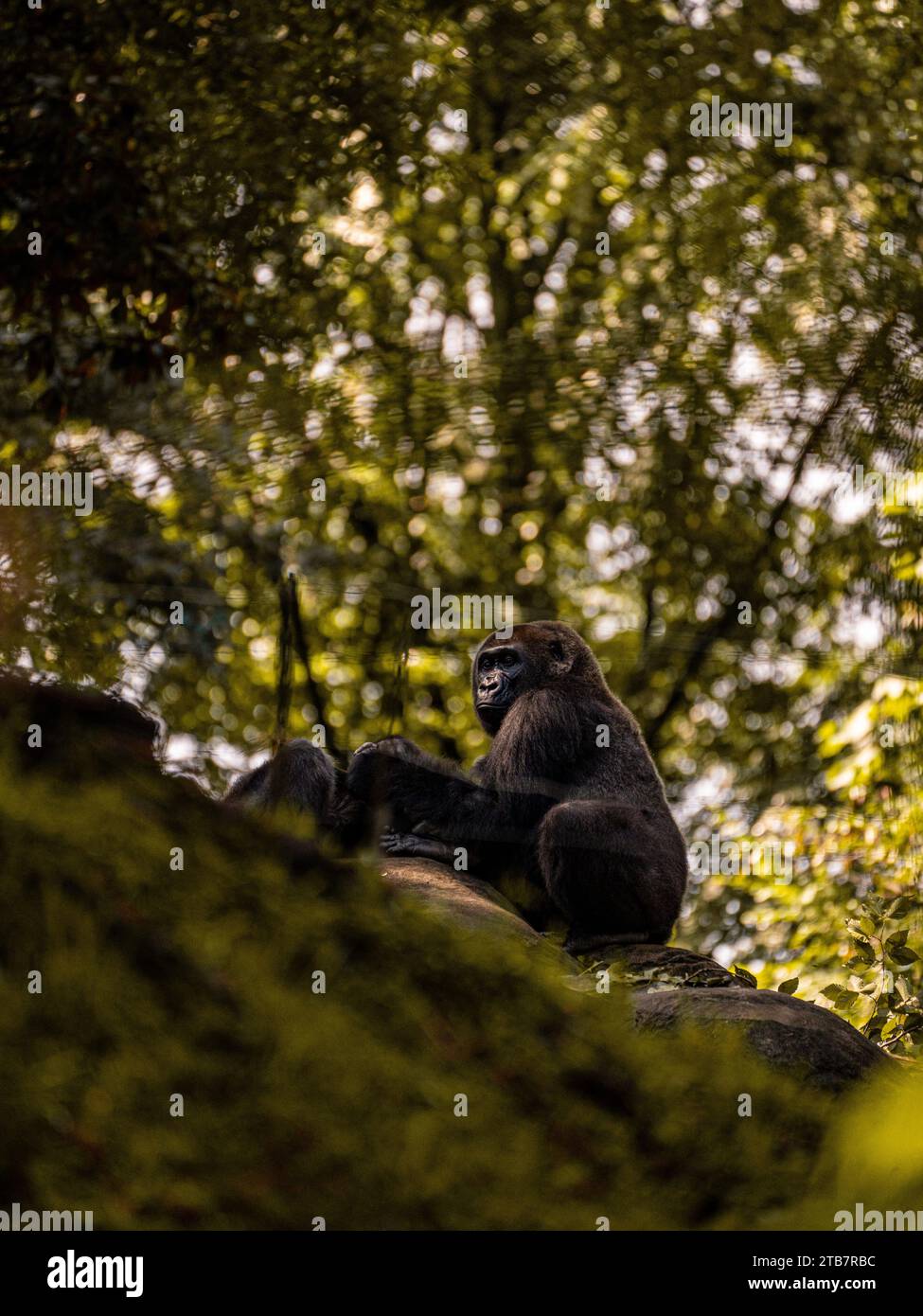 A gorilla climbs a rock GEORGIA, USA THE MOST CHILLED gorilla has been ...