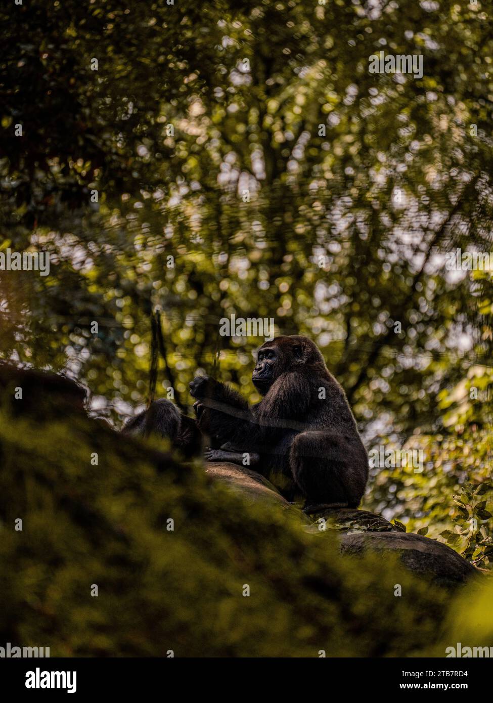 Gorilla enjoying the view GEORGIA, USA THE MOST CHILLED gorilla has ...