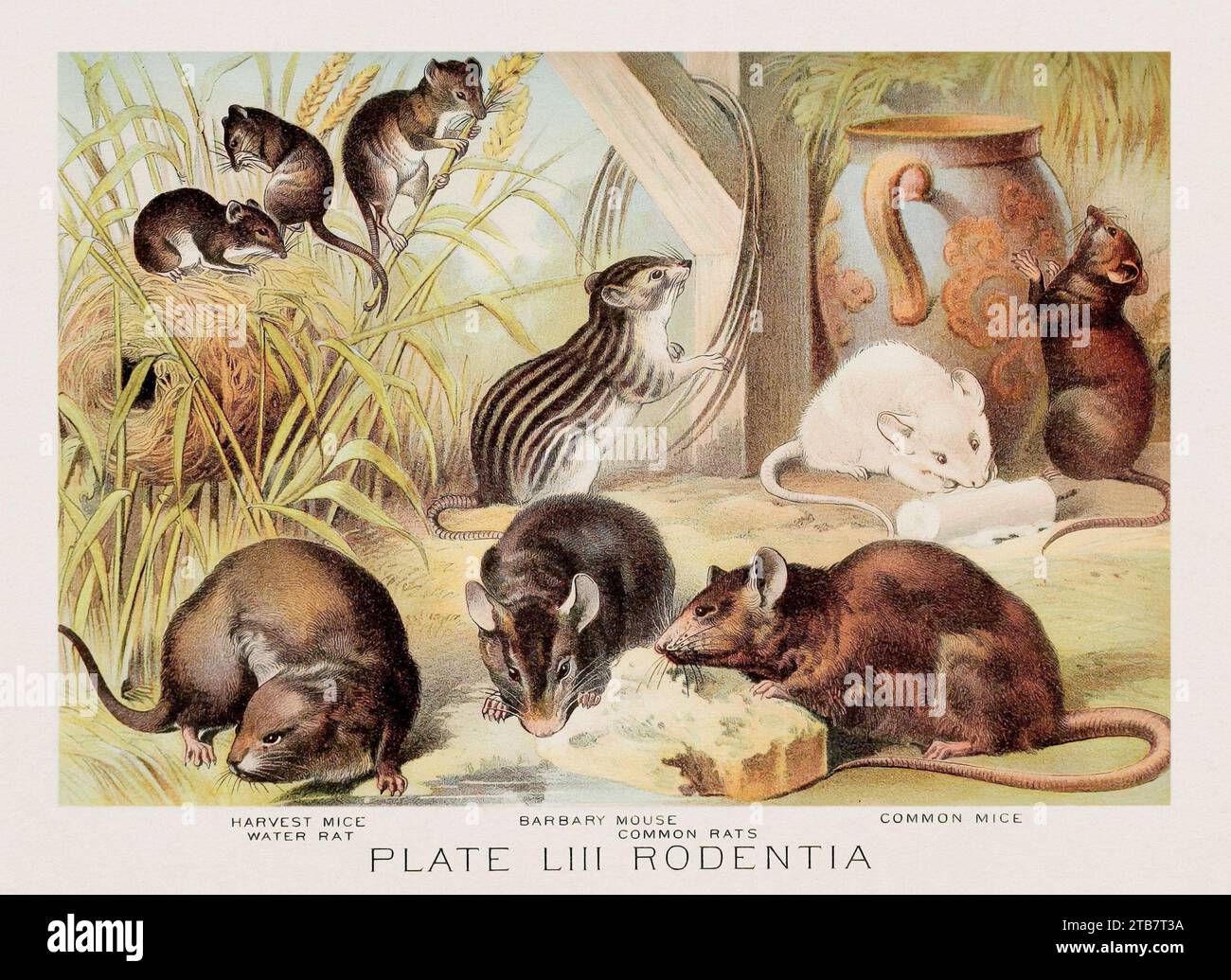 Mice and Rat. A vintage zoological illustration from the 19th century ...