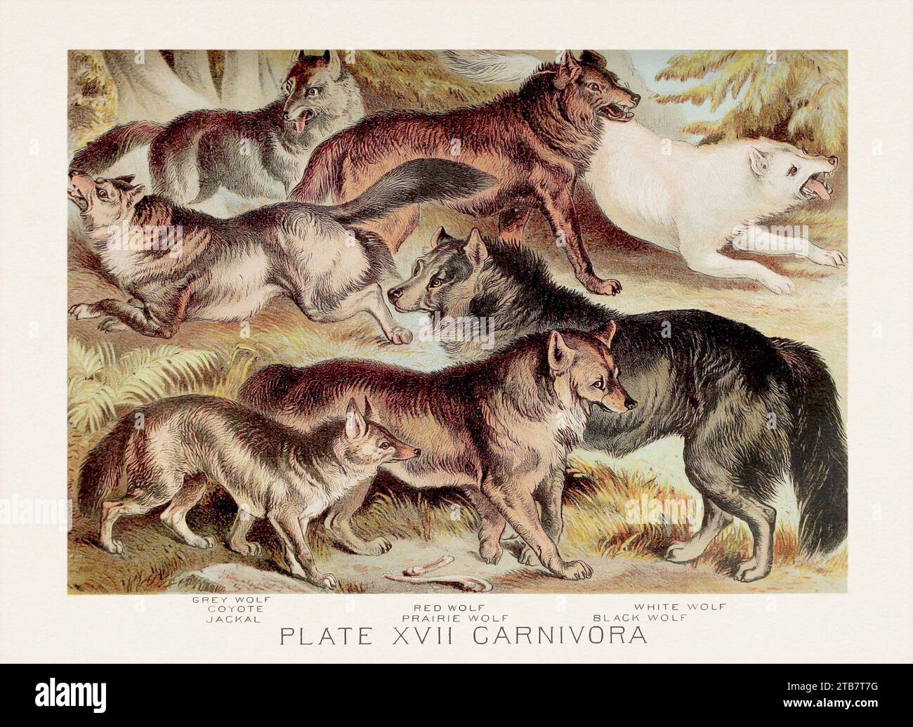 Wolf. A vintage zoological illustration from the 19th century, featured ...