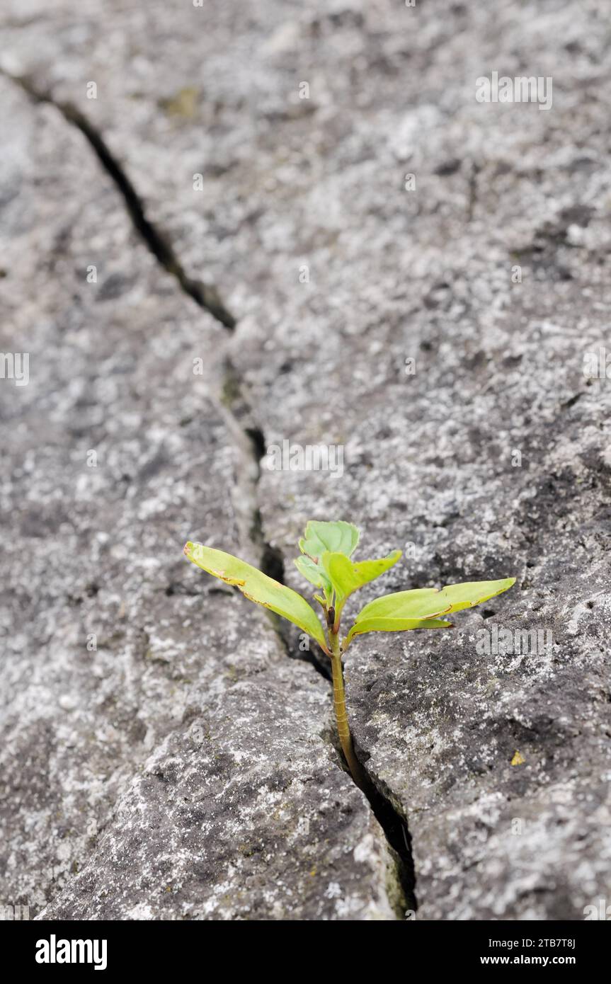 A small plant with green leaves growing from a crevice Stock Photo - Alamy