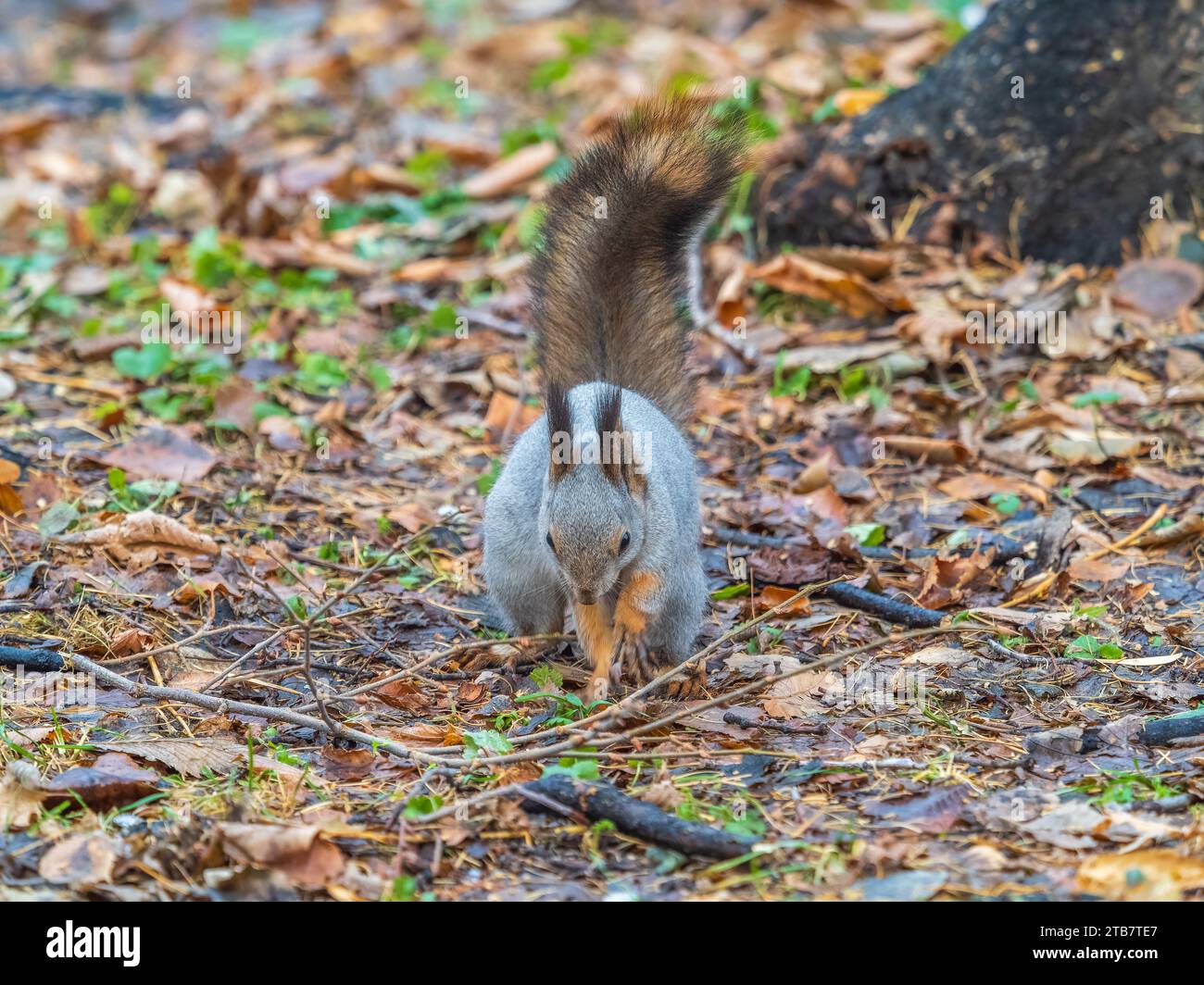 Sciurus vulgaris hides nuts hi-res stock photography and images - Alamy