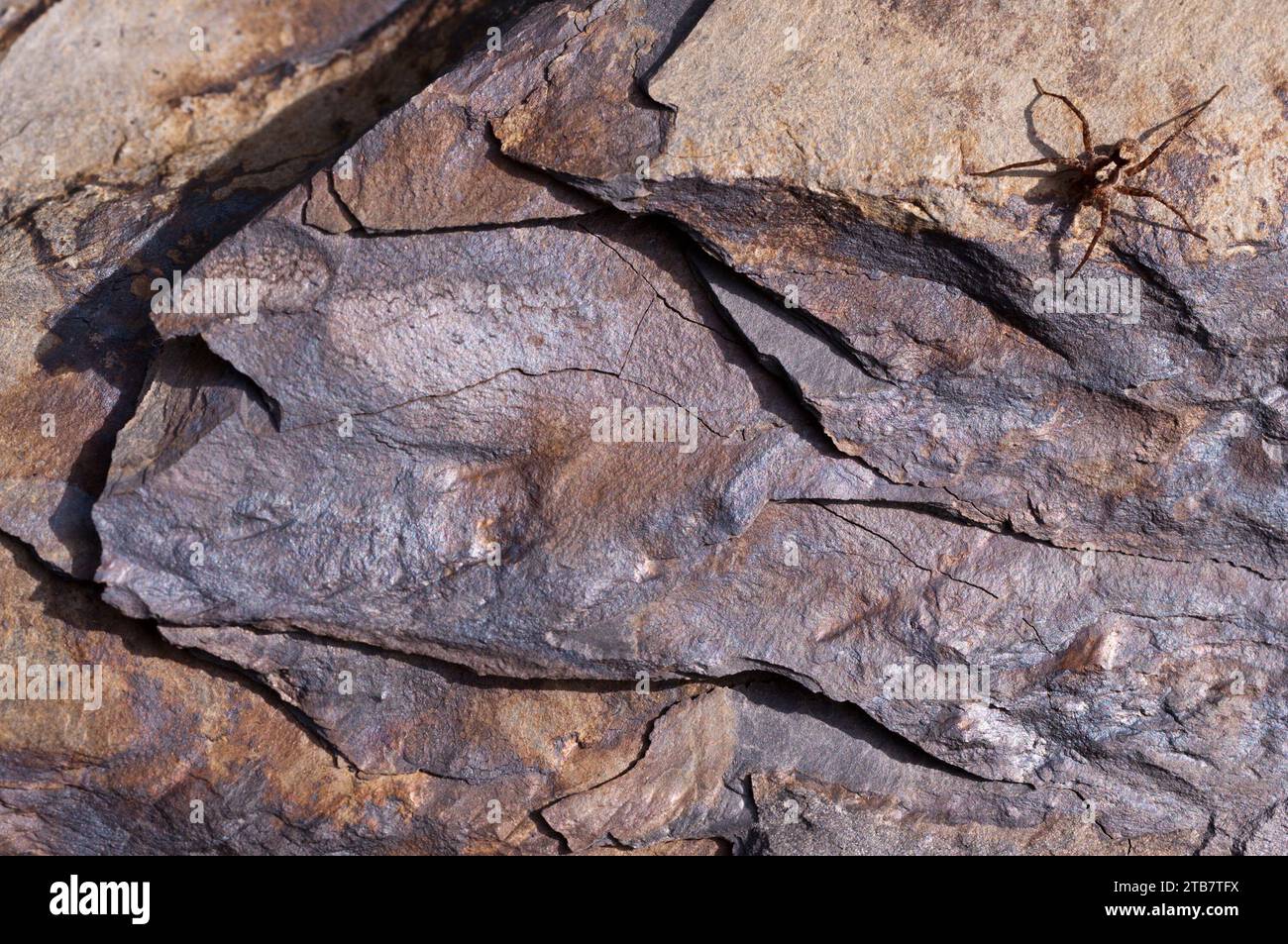 A close-up of a piece of blue coal with a spider. In the Thuringian ...