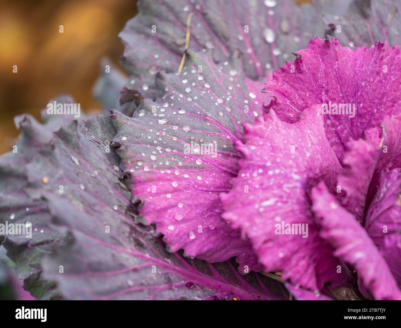 Close Up Of Endless Field With Green Leaves And Purple Veins Of Red Cabbage Plants With Water