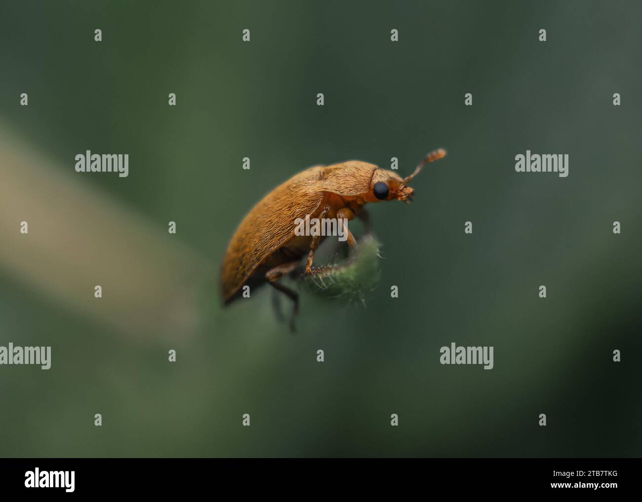 A close-up shot of a raspberry beetle on a plant tip Stock Photo - Alamy