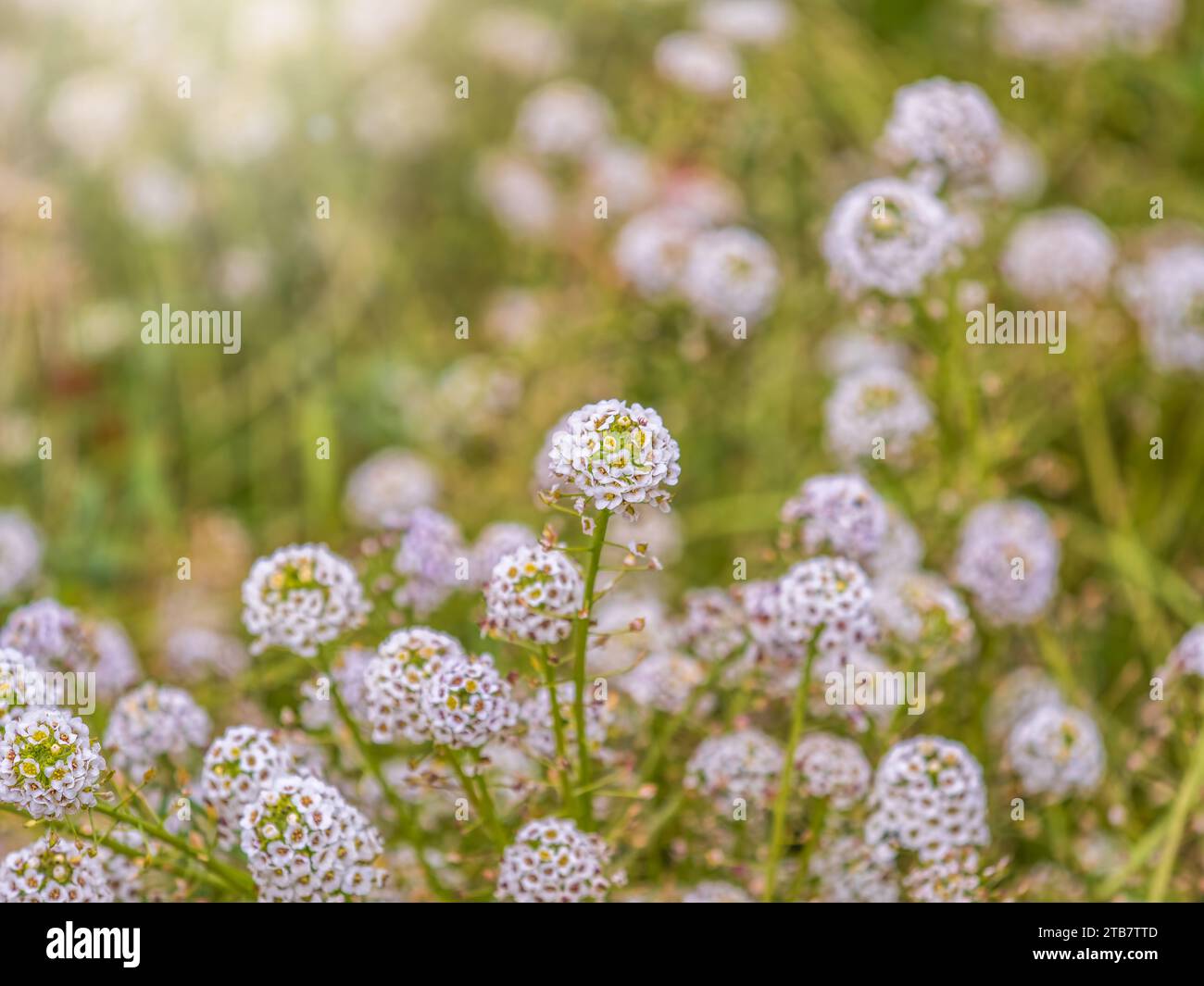 Dainty purple and white flowers of Lobularia maritima Alyssum maritimum ...